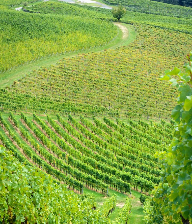 Rows of a Vineyard on a Hill Against the Blue Sky Stock Image - Image ...