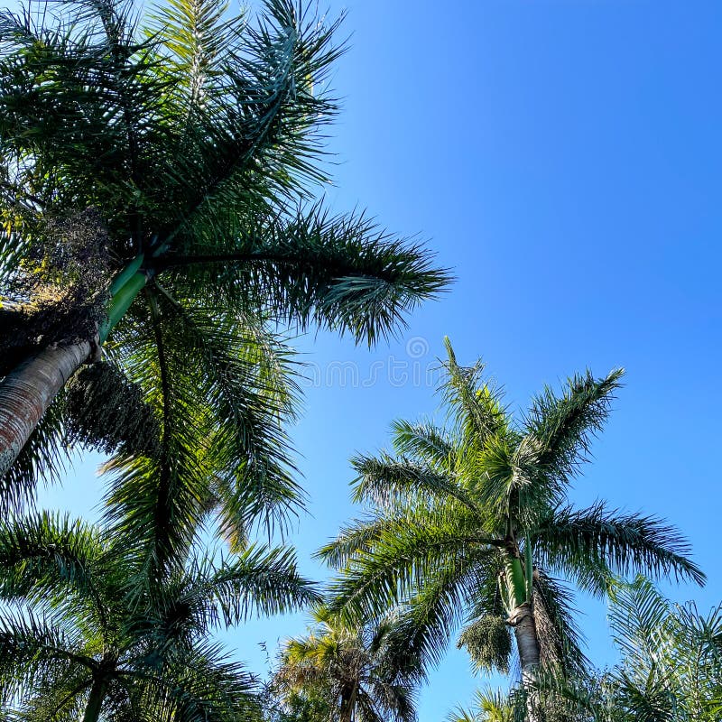 A View of Royal Palm Trees from the Base Editorial Image - Image of ...