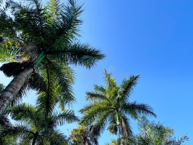 A View of Royal Palm Trees from the Base Stock Image - Image of city ...