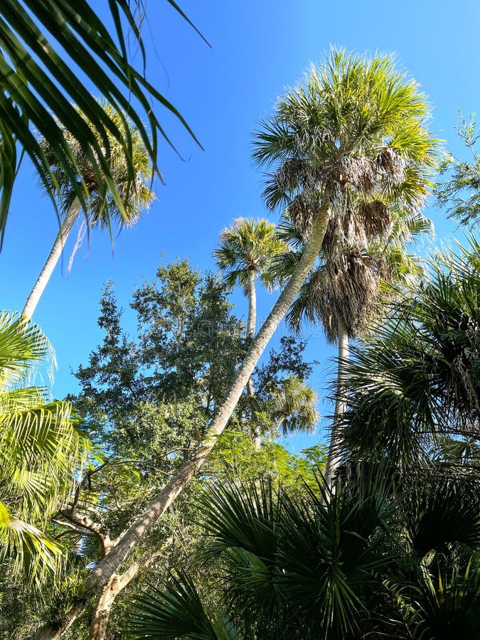 A View of Royal Palm Trees from the Base Stock Image - Image of color ...