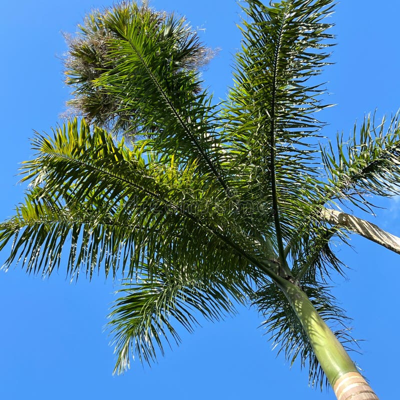 A View of Royal Palm Trees from the Base Stock Image - Image of botanic ...