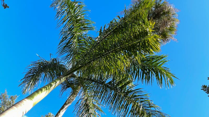 A View of Royal Palm Trees from the Base Stock Photo - Image of bloom ...