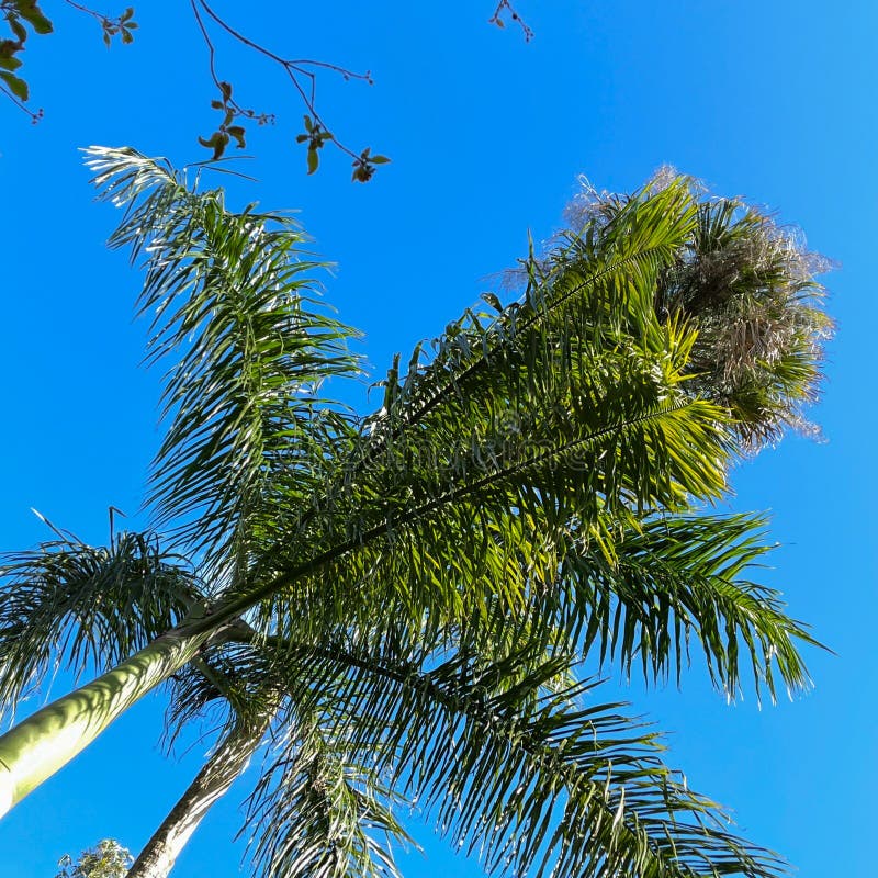 A View of Royal Palm Trees from the Base Stock Photo - Image of yellow ...