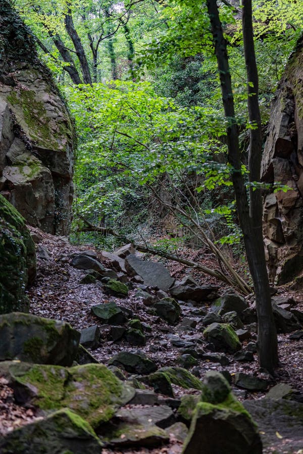 View in a Rugged Gorge in a Forest. Stock Image - Image of mystic ...