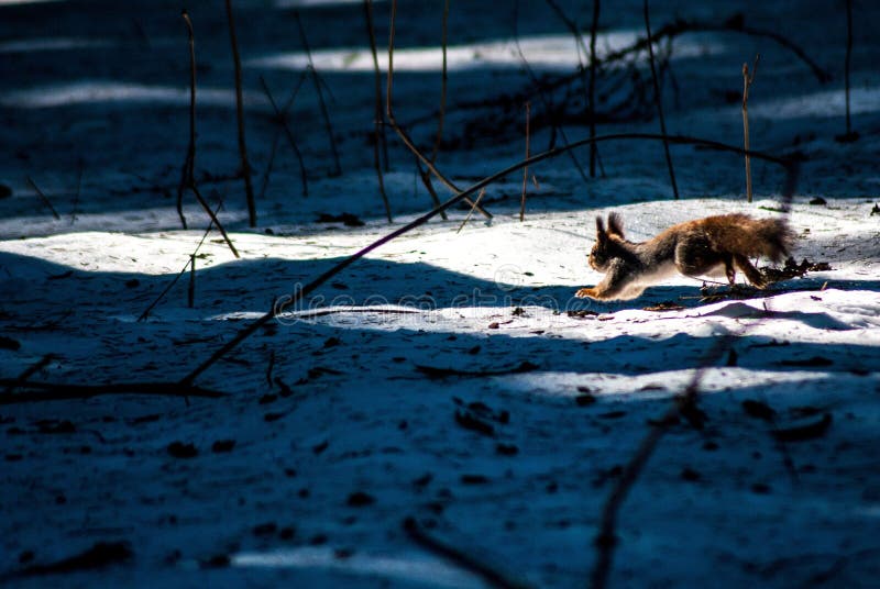 View of the Running Squirrel in the Forest Stock Photo - Image of small ...