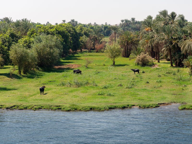View of a Rural Image of the Rich Margin of the Great River Nile Egypt ...