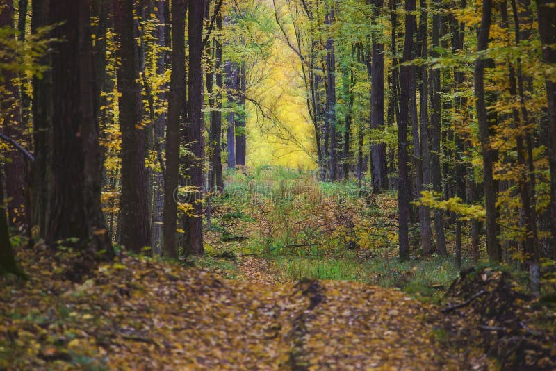 View of the Rural Path Forest in the Autumn Day Stock Photo - Image of ...