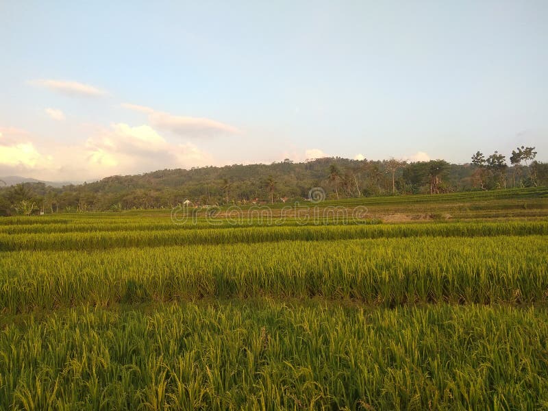View of Rural Rice Fields in the Afternoon Stock Image - Image of ...