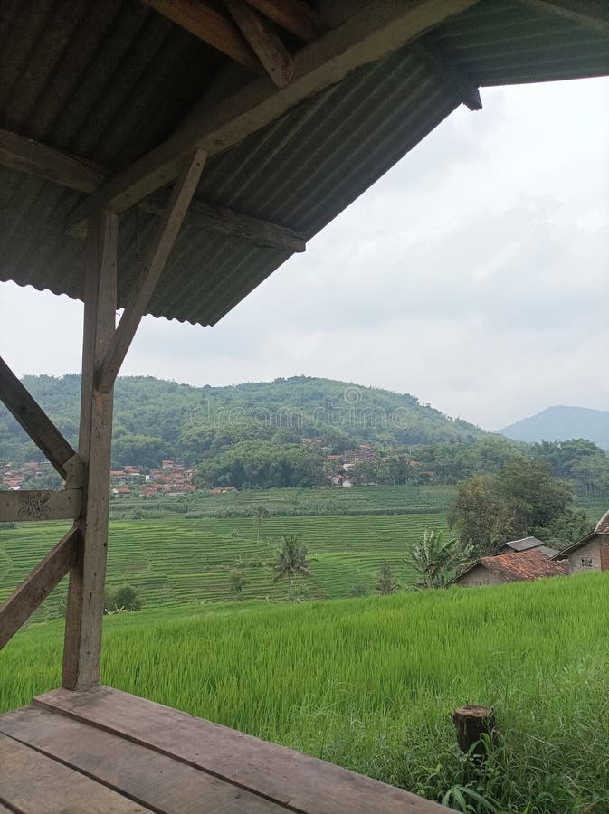 View of Rural Rice Fields in Garut, Indonesia Stock Image - Image of ...