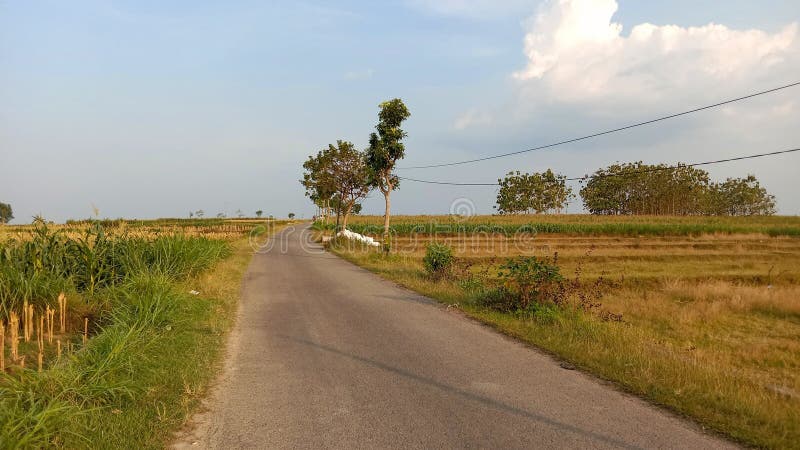 View of Rural Rice Fields in Hot and Windy Weather Stock Photo - Image ...