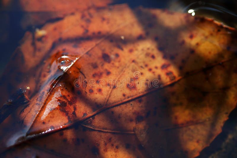 392 Leaf Touching Water Stock Photos - Free & Royalty-Free Stock Photos ...