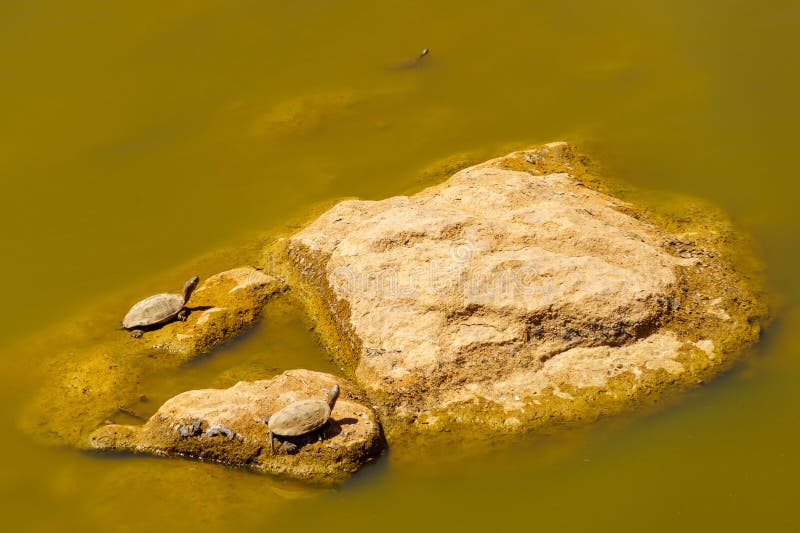Saharan Pond Turtle, in the Middle Atlas Mountains Stock Image - Image ...