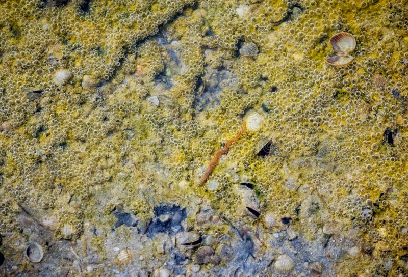 View of salty lake bottom stock image. Image of swamp - 85693113