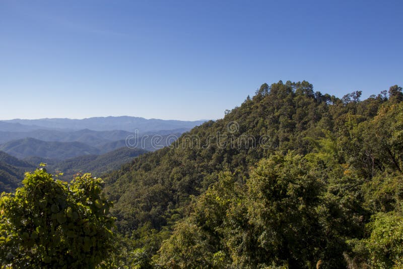 View into Samoeng forest stock image. Image of detailed - 47389861