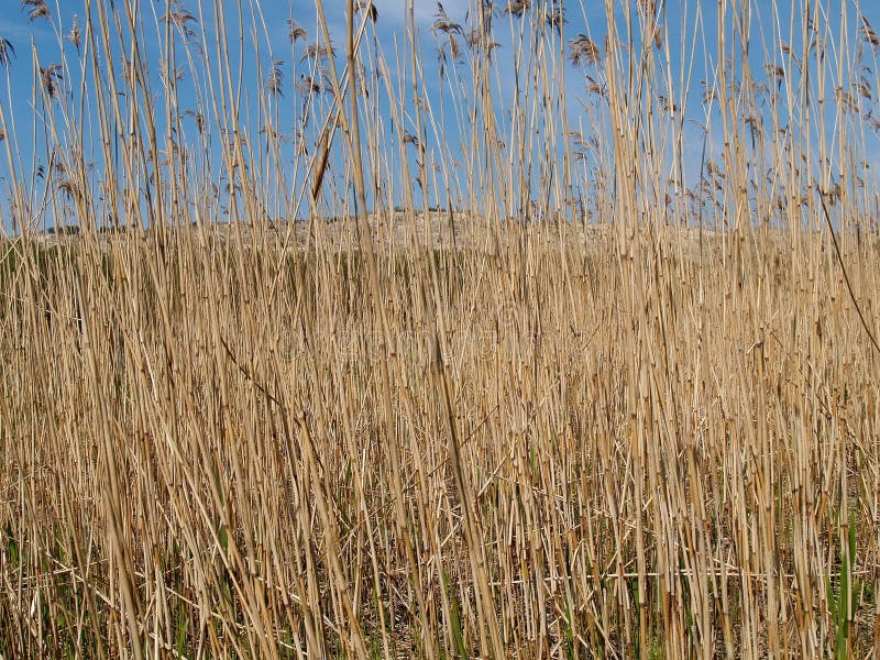 A View of a Sand Dune through Thickets of Dry Common Reed Stock Photo ...