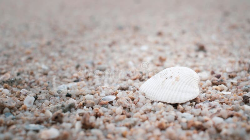 View of the Sandy Beach. Shells in the Sand Stock Image - Image of ...