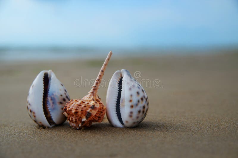 View of the Sandy Beach. Shells in the Sand. Travel and Tourism Concept ...