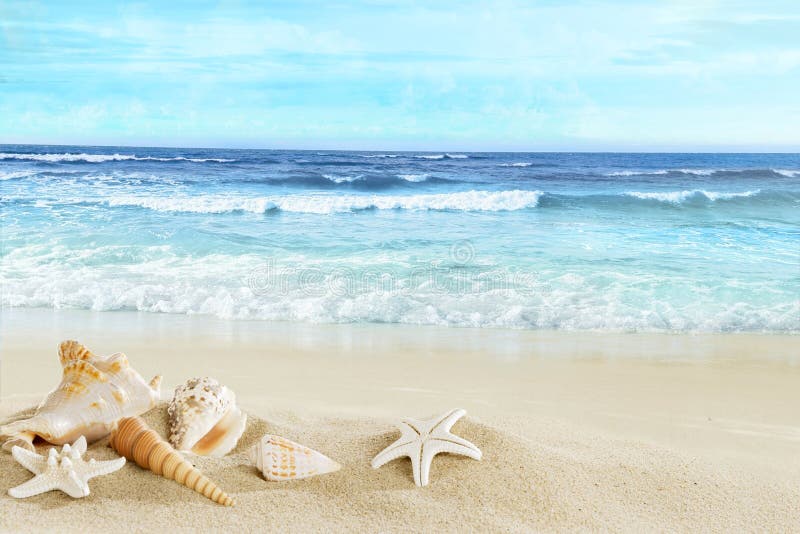 A View of the Beach with Shells in the Sand. Stock Photo - Image of ...