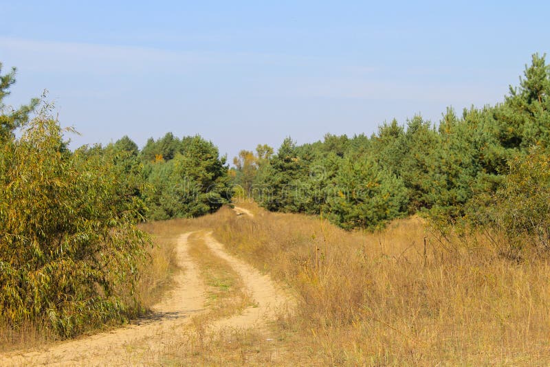 Sandy road in pine forest stock photo. Image of background - 100865122