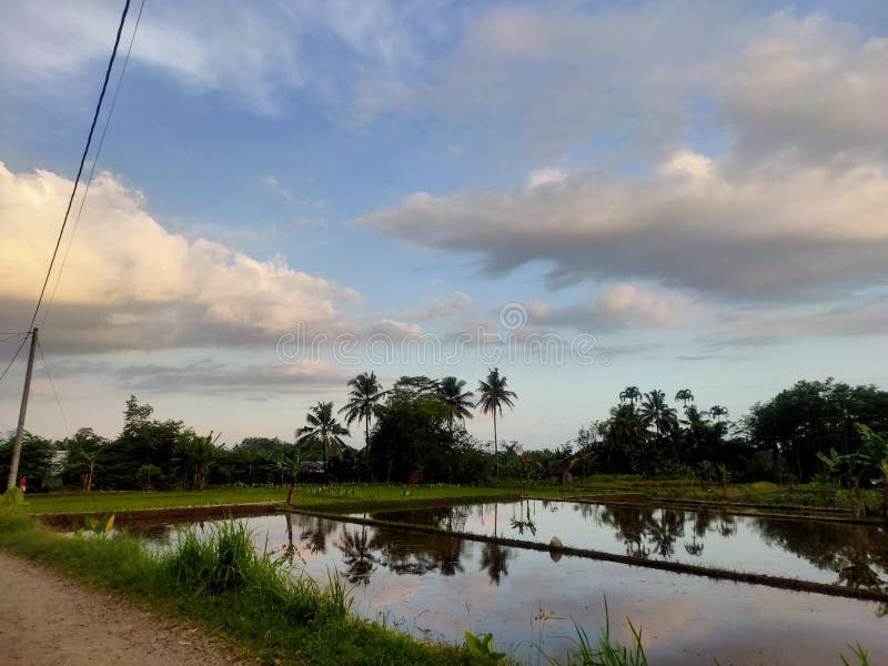 View Sawah hijau stock image. Image of landscape, reflection - 222634007