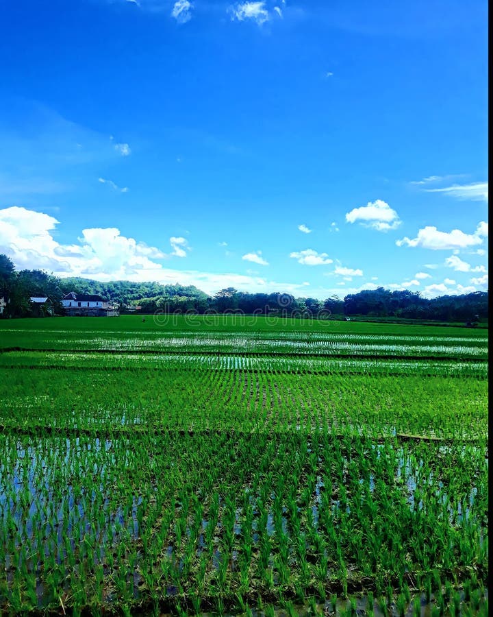 View sawah stock image. Image of plant, sunlight, agriculture - 277961225