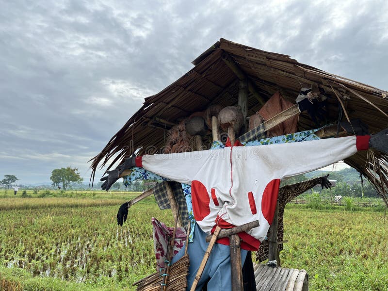 Scarecrow in the Middle of Paddy Field Stock Image - Image of middle ...