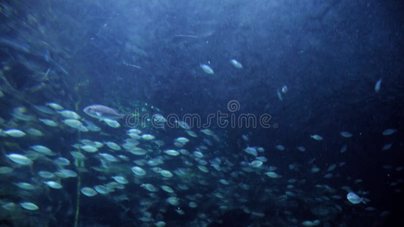 Beneath the Surface, a Freediver Explores the Stunning Coral Reefs ...