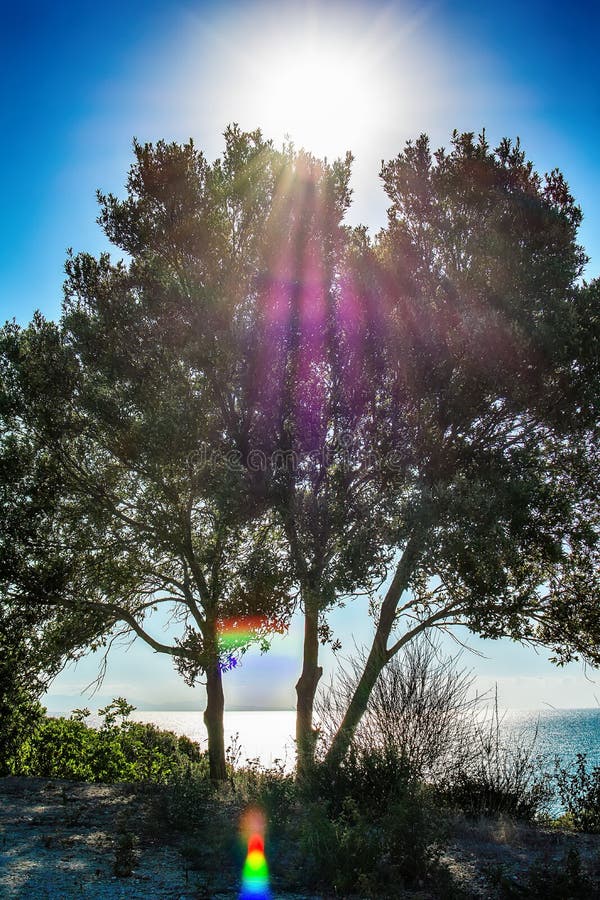View of the Sea through the Crown Stock Photo - Image of hill, outdoor ...