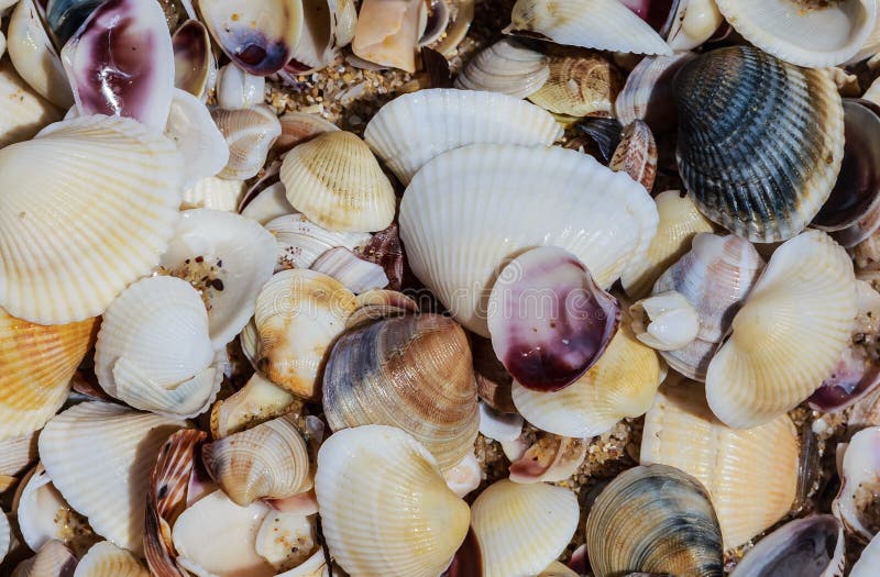 View of sea shells stock photo. Image of shells, group - 87889018