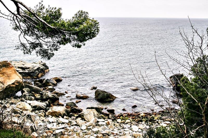 View of the Sea, Stony Shore, through the Pines Stock Image - Image of ...