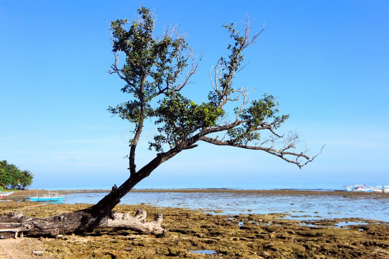 View of the Sea with a Tree . Stock Photo - Image of philippines, water ...