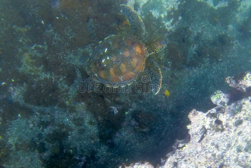 View of a Sea Turtle stock photo. Image of natural, life - 71651582