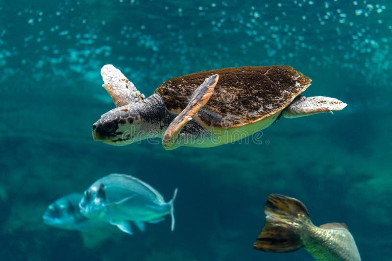 View of Sea Turtle Swimming in Sea Aquarium Stock Image - Image of head ...
