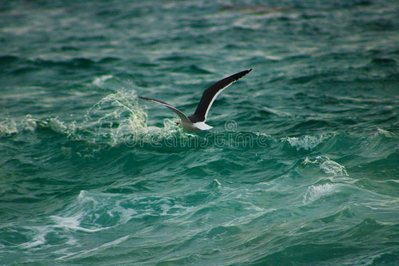 View of a Seagull in Flight Over Deep Blue Ocean Water Stock Image ...