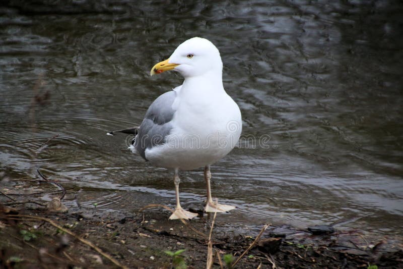 A view of a Seagull stock image. Image of wild, wildlife - 272310829