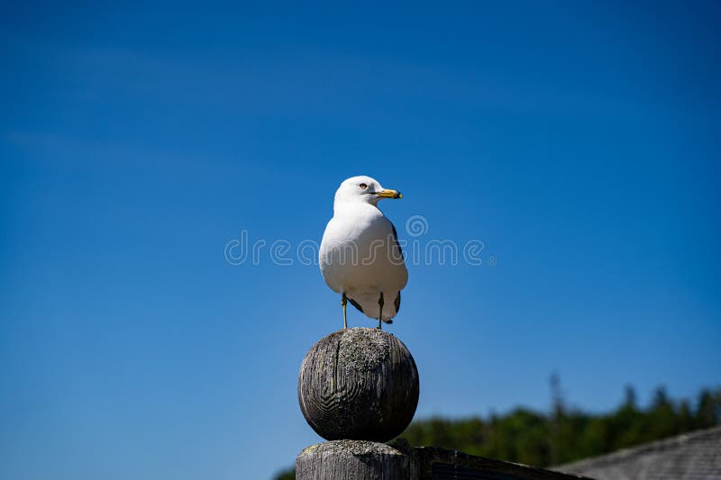 View of a Seagull Standing Against Blue Background Stock Photo - Image ...