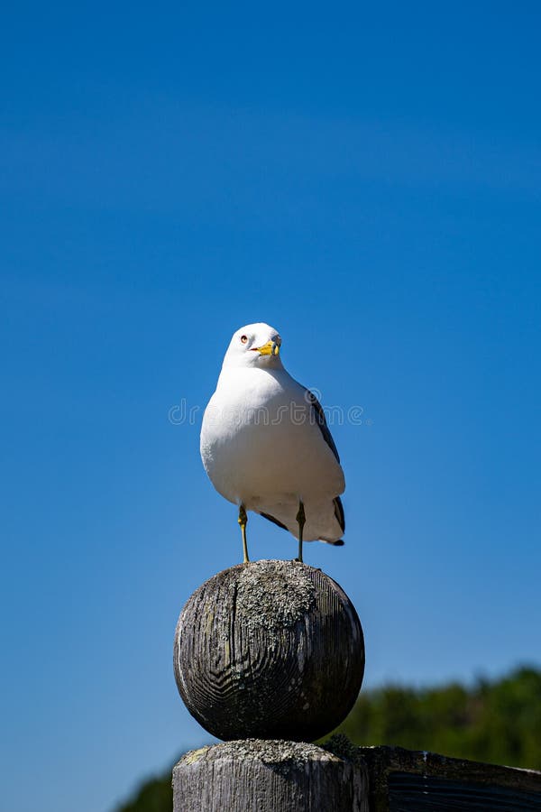 View of a Seagull Standing Against Blue Background Stock Image - Image ...