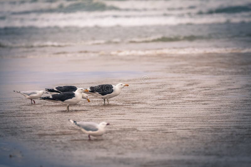 View of the Seagulls Ready To the Fly Stock Photo - Image of seagull ...