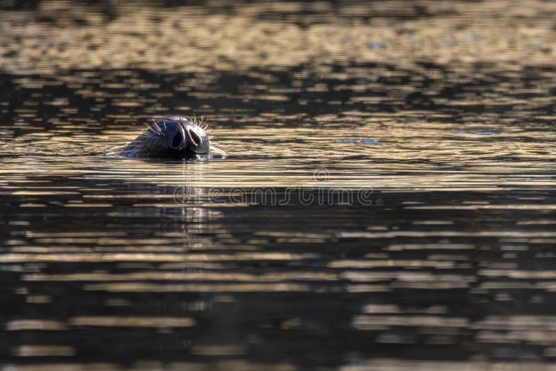 View of a Seal Sneaking Its Nose Out of the Water on a Sunny Day Stock ...