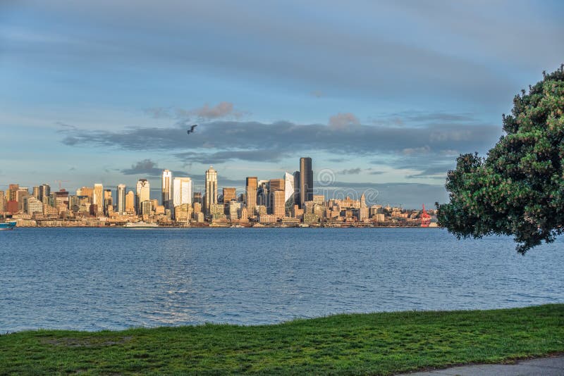 Seattle Skyscrapers and Tree Stock Photo - Image of northwest ...