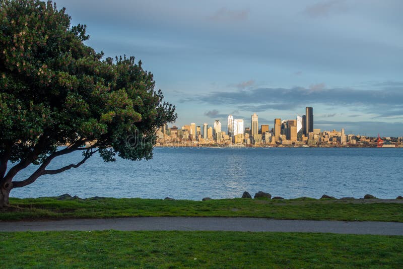 Seattle Skyscrapers and Tree 2 Stock Photo - Image of architecture ...
