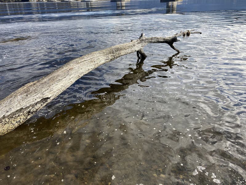 Large Tree Trunk Washed Up on the Riverbank Stock Image - Image of ...