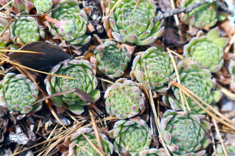 View of Sempervivum Ruthenicum Stock Image - Image of decorative, bush ...