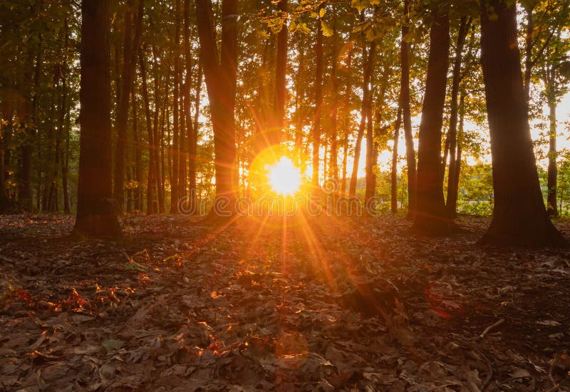 Sunset in a Forest Scenery. Stock Photo - Image of nature, tree: 271528114