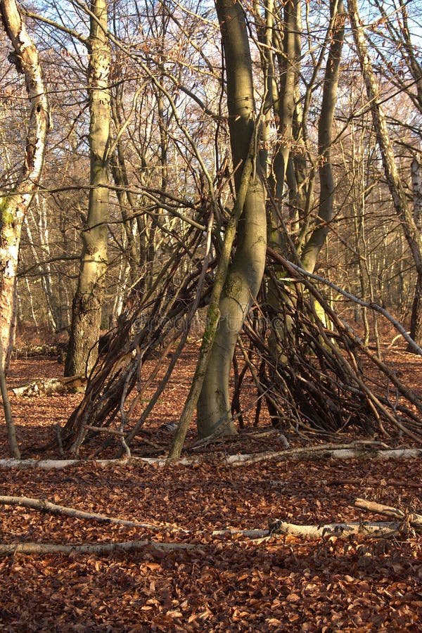 Several Beech Trees and Stacked Branches in the Sababurg Primeval ...