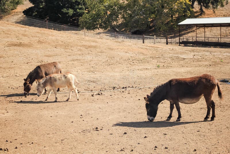 Mini donkeys stock image. Image of ecology, ranch, meat - 183021321