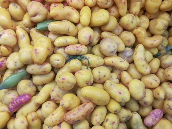 View of Several Ollucos Ullucus Tuberosus Stock Photo - Image of ...