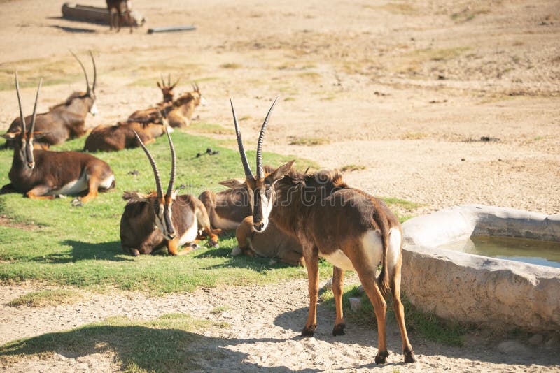 Sable antelope stock image. Image of architecture, enclosure - 254813881