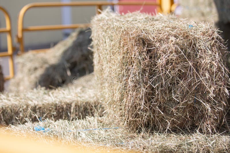 Dry hay bales, haystack stock image. Image of agriculture - 254814597