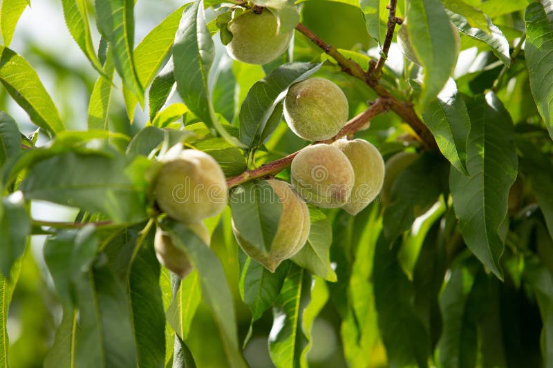 Unripened Peaches Stock Photos - Free & Royalty-Free Stock Photos from ...